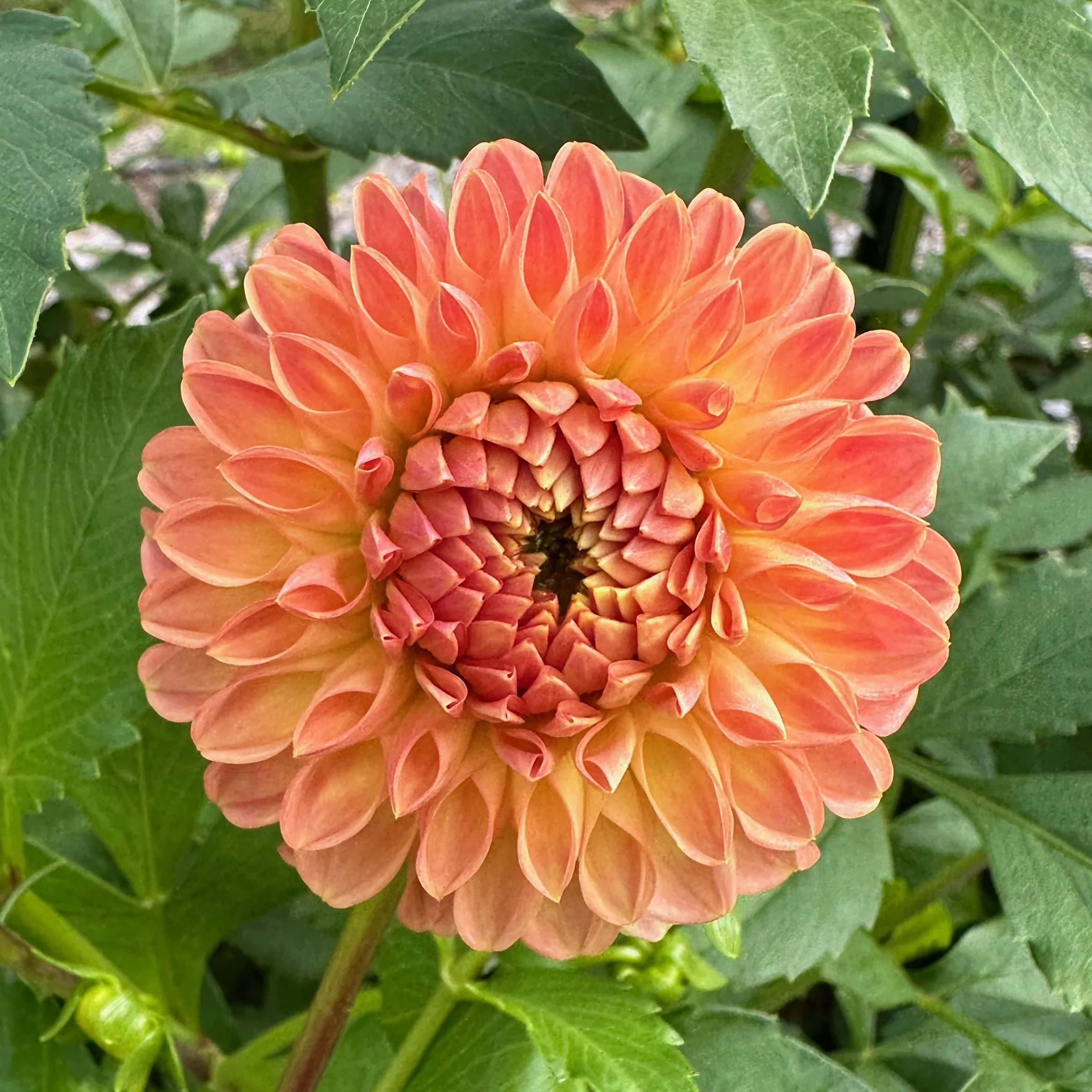 Café au Lait — Petal Creek Farm