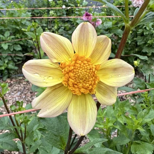 Shop — Petal Creek Farm