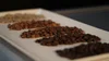 Wholesale Overview — Safai Coffee