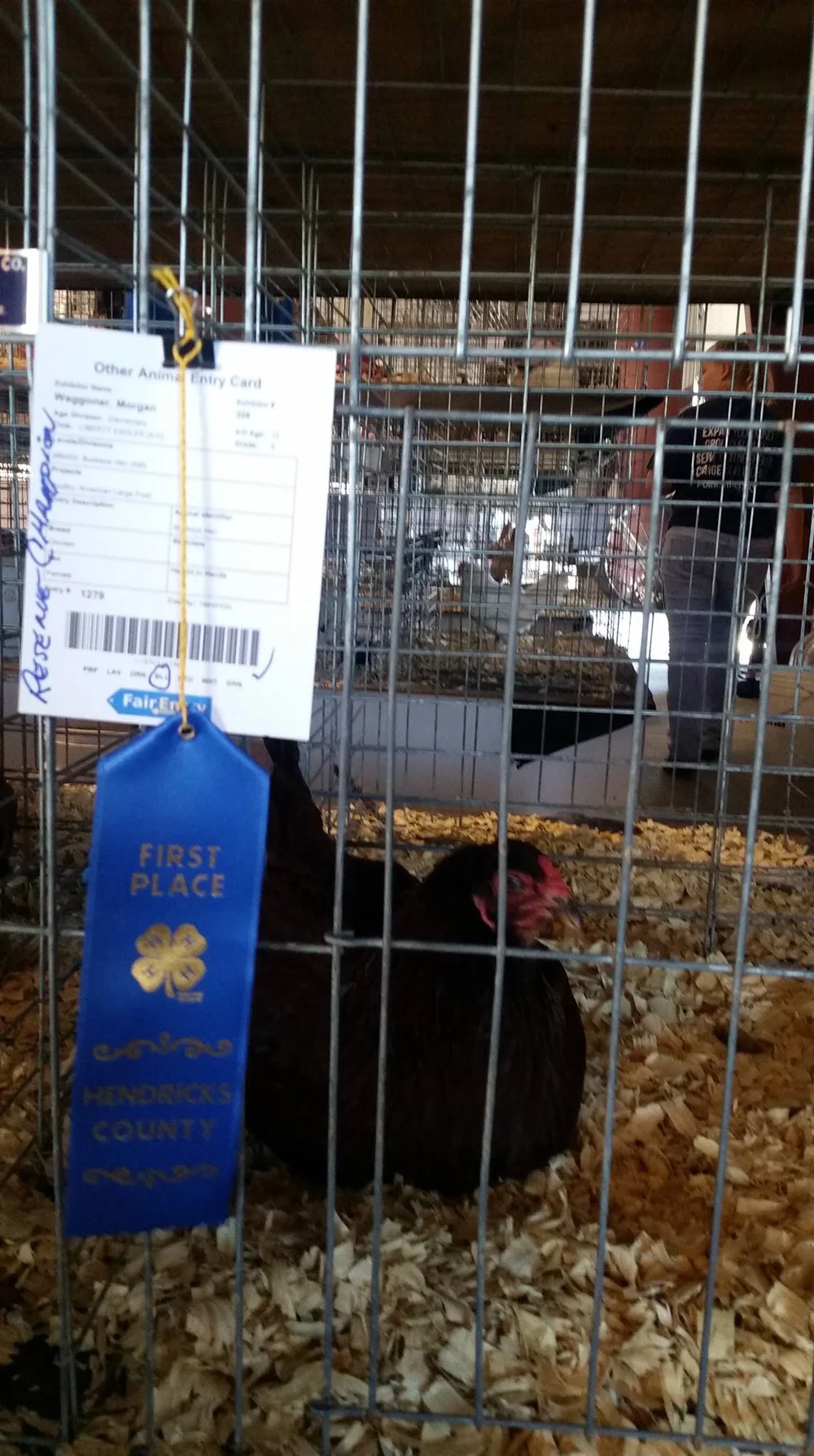 Buckeye Chickens — Heritage Meadows Farm LLC