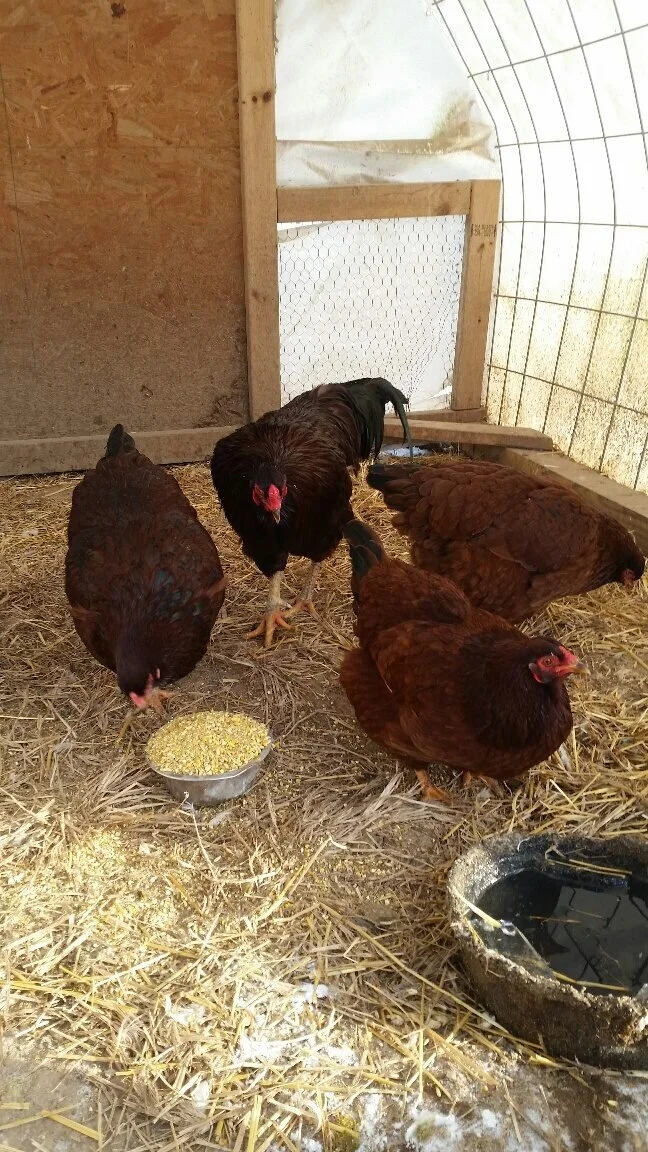 Buckeye Chickens — Heritage Meadows Farm LLC
