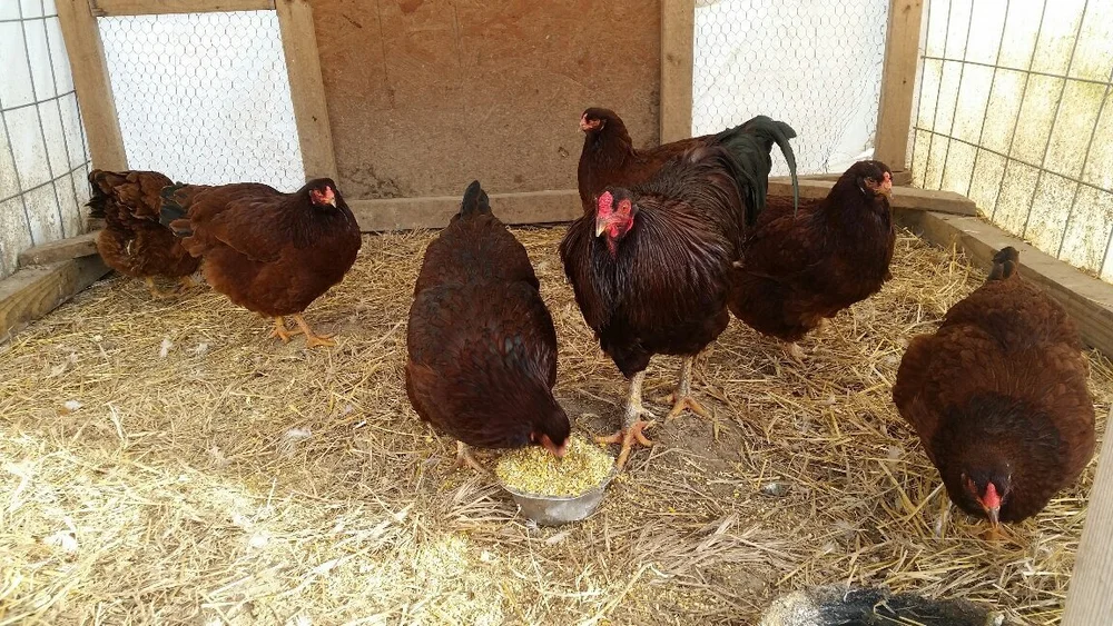 Buckeye Chickens — Heritage Meadows Farm LLC