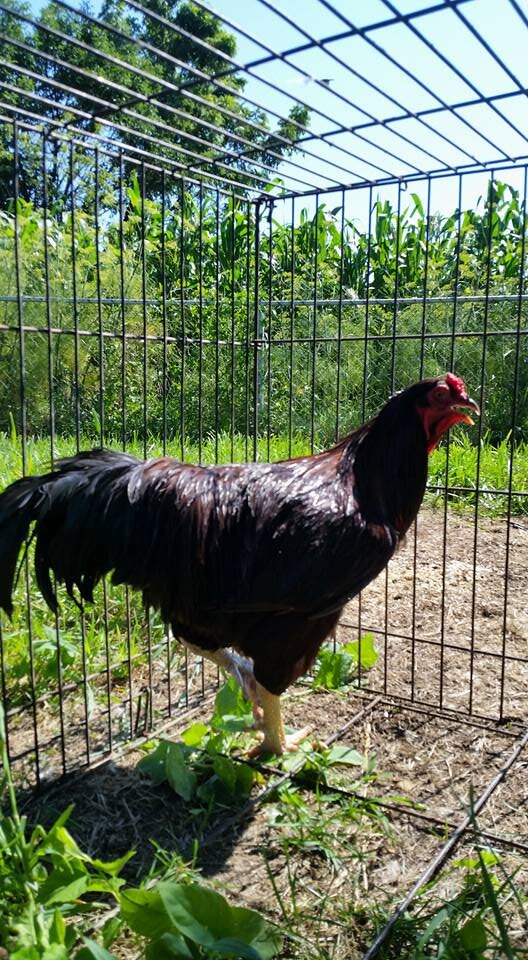 Buckeye Chickens — Heritage Meadows Farm LLC