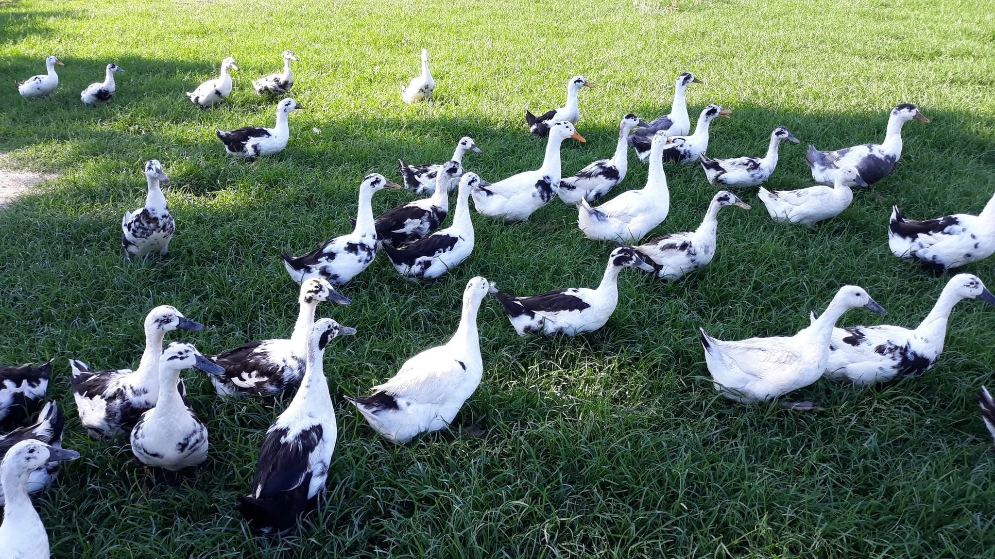 Black Ancona Ducks