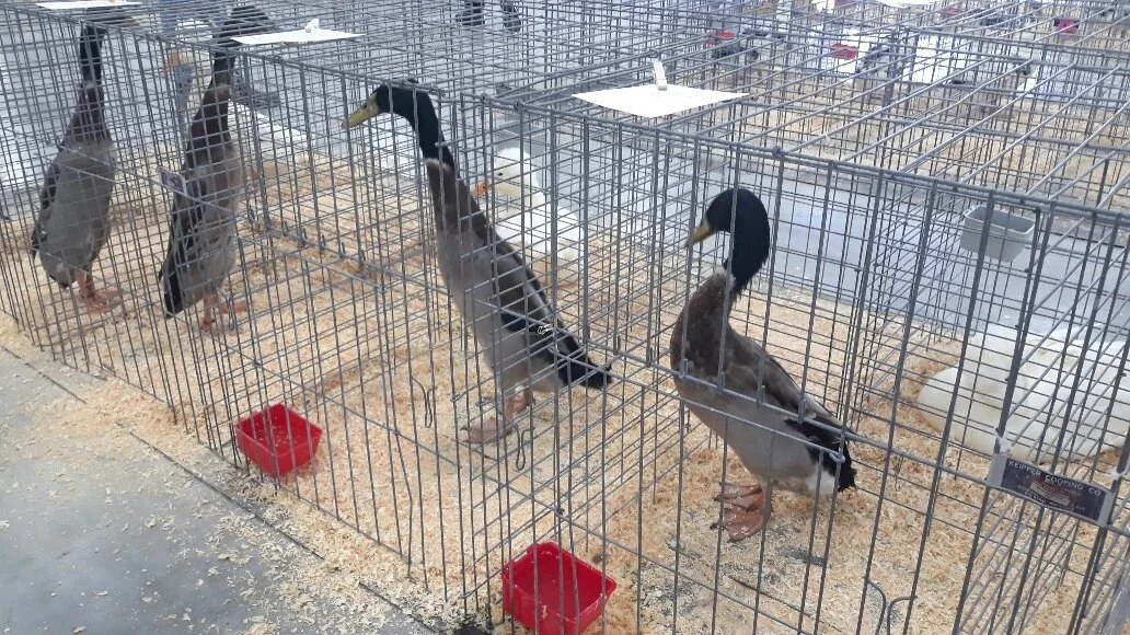 Indian Runner Ducks — Heritage Meadows Farm LLC