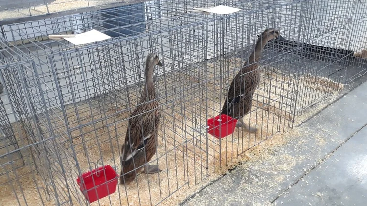 Indian Runner Ducks — Heritage Meadows Farm LLC
