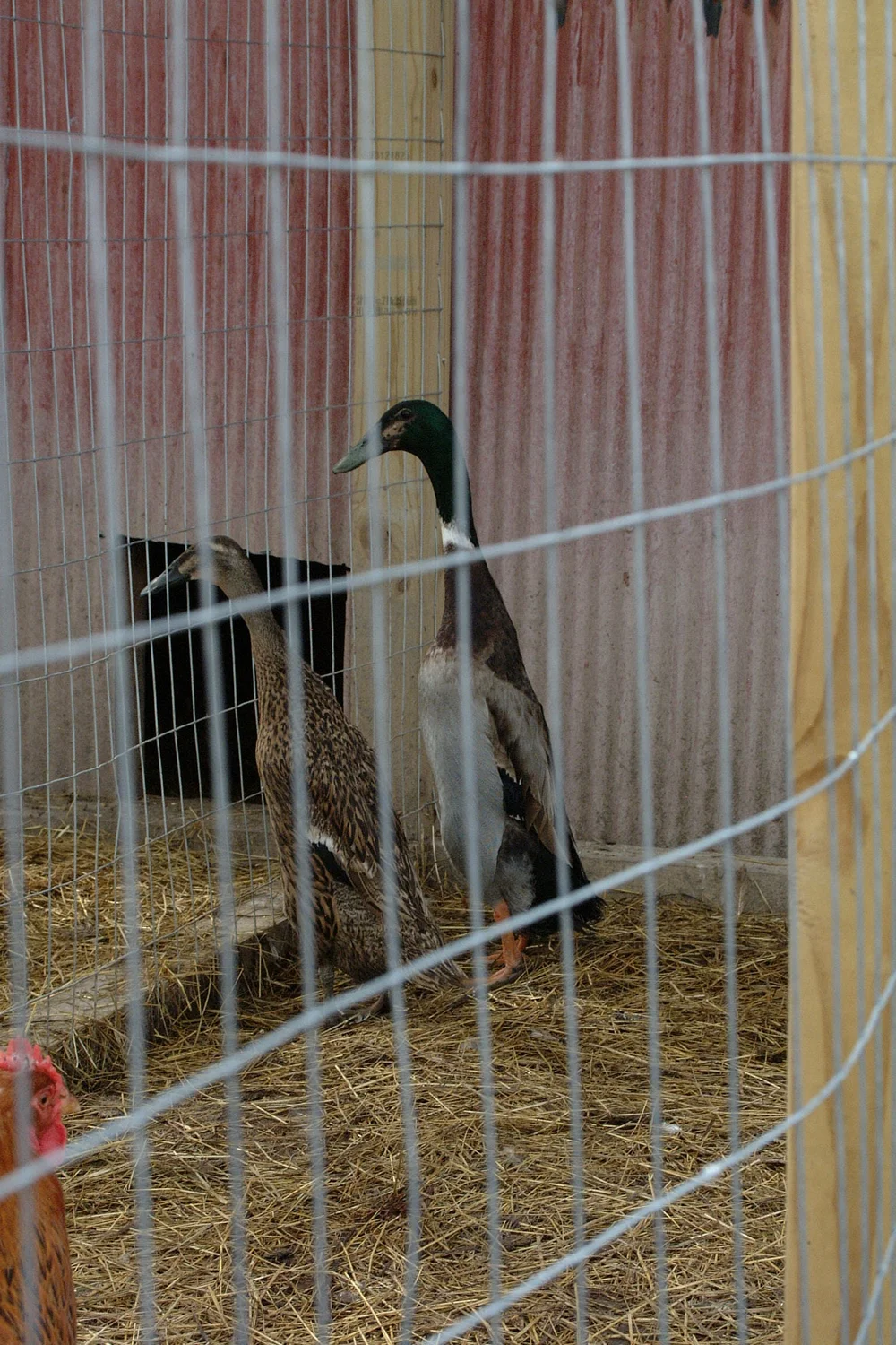 Indian Runner Ducks — Heritage Meadows Farm LLC