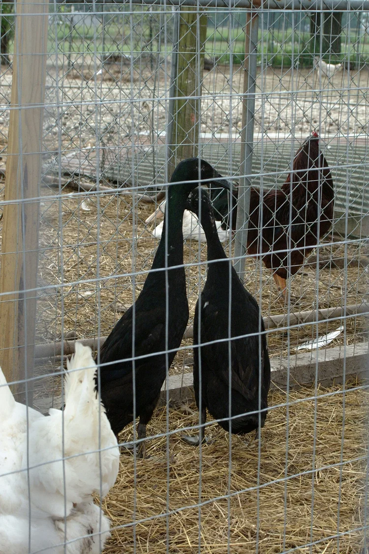 Indian Runner Ducks — Heritage Meadows Farm LLC