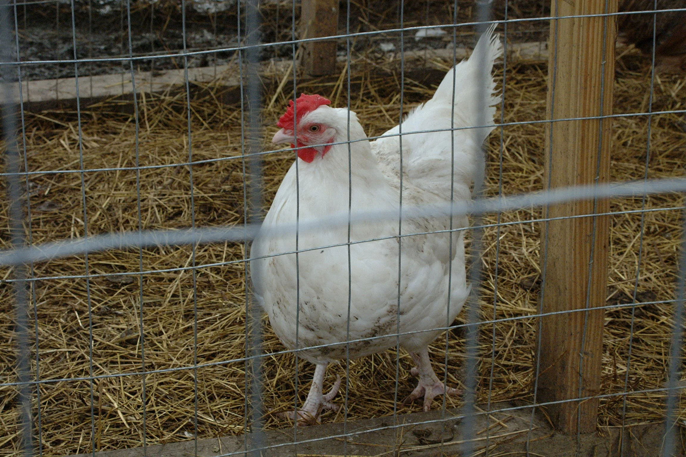 Dorking Chickens — Heritage Meadows Farm LLC