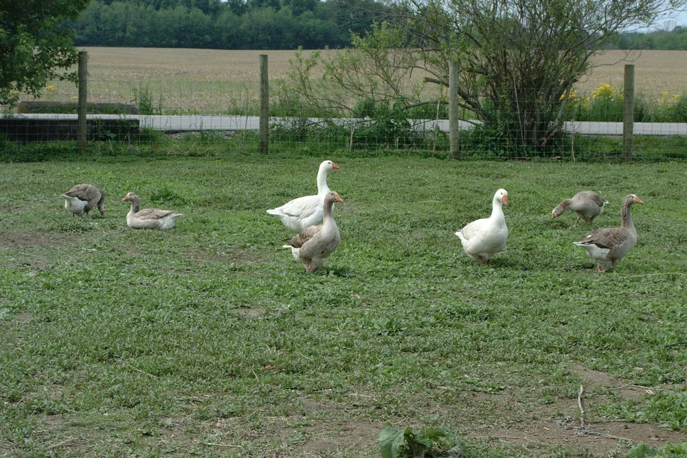 Pilgrim Geese — Heritage Meadows Farm LLC