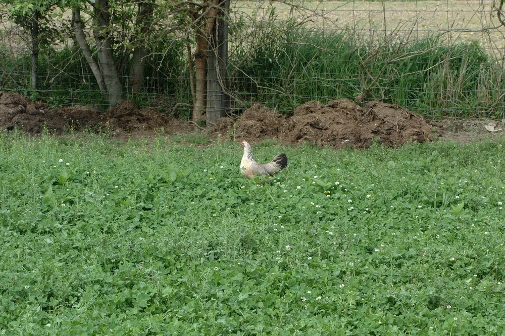 Phoenix Chickens — Heritage Meadows Farm LLC