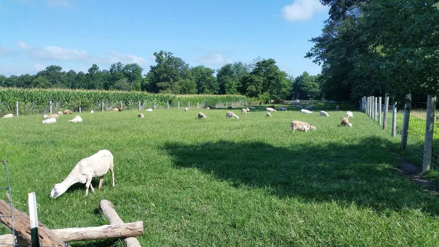 Purebred Breeding Stock, Feeder Animals | Heritage Meadows Farm