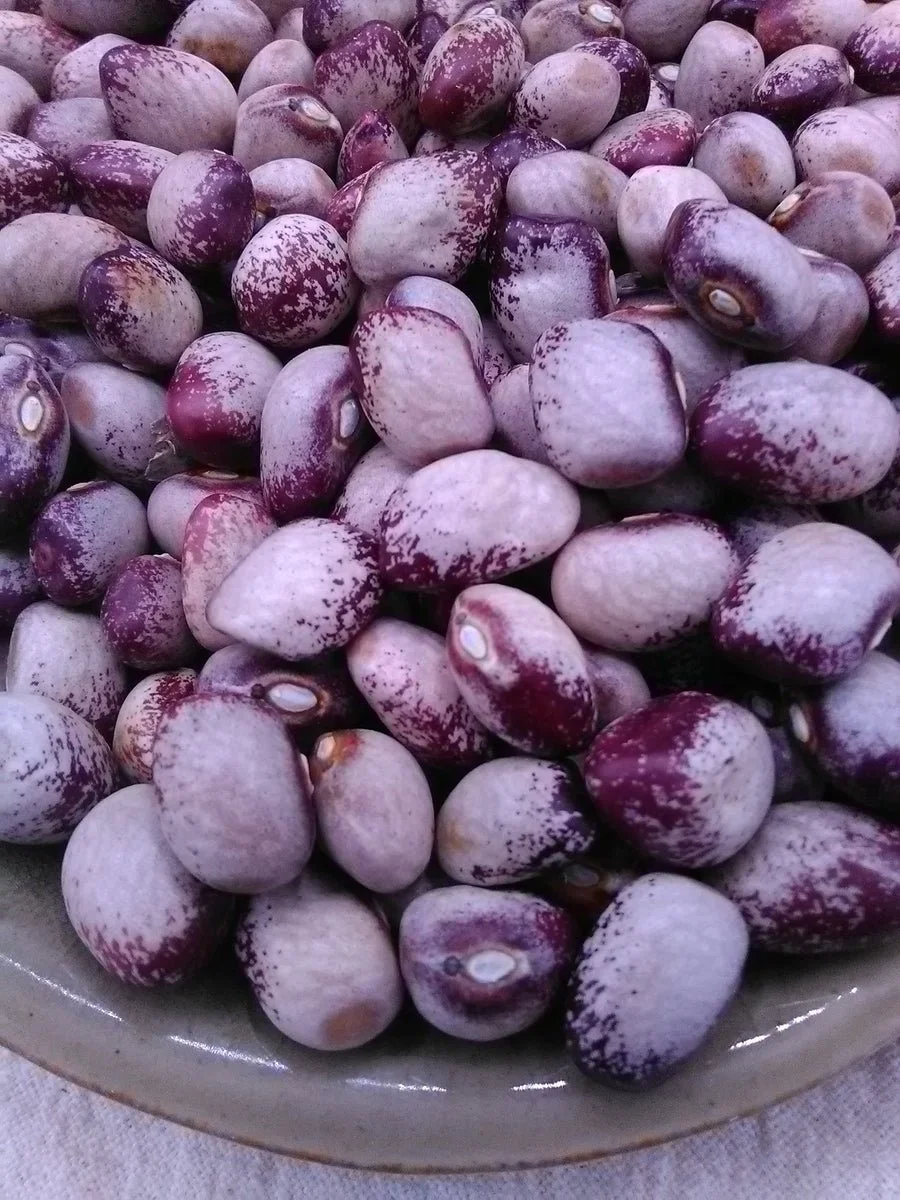 Single Bean Seed