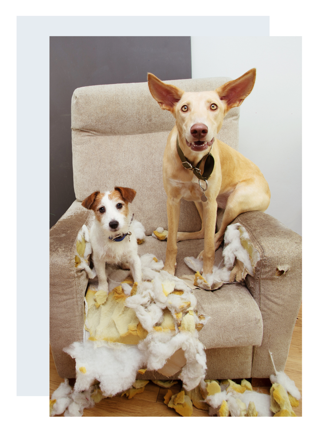 In Home Private Dog Training Program in-home-private-dog-training-program