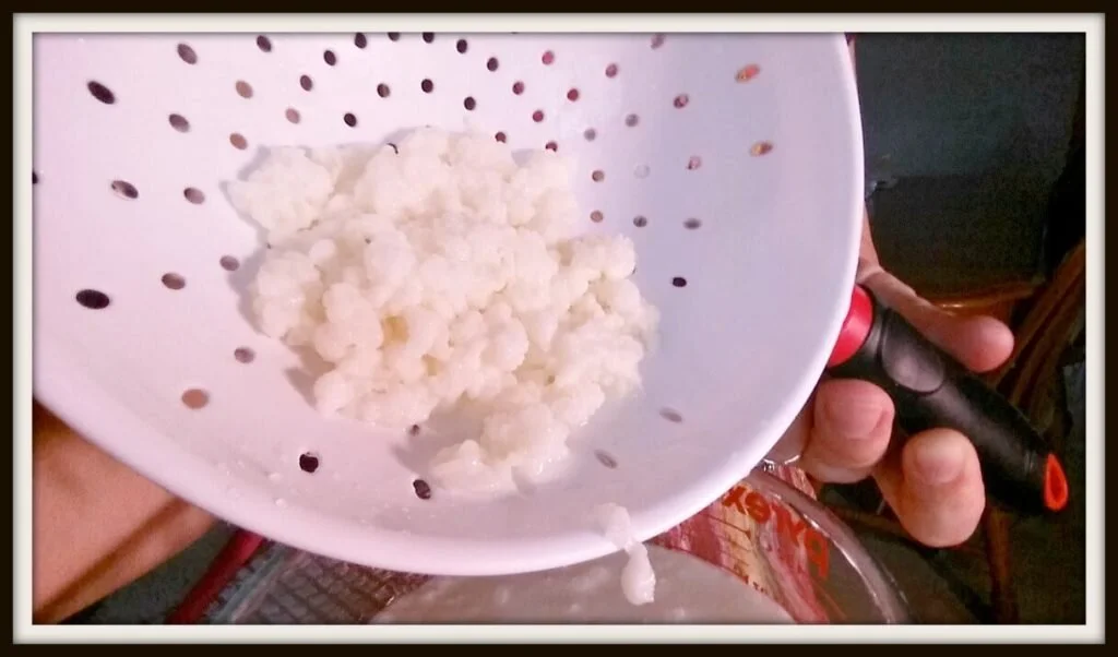 Kefir Starter Kit Kitchen & Dining Home Brewing & Wine Making Milk ...