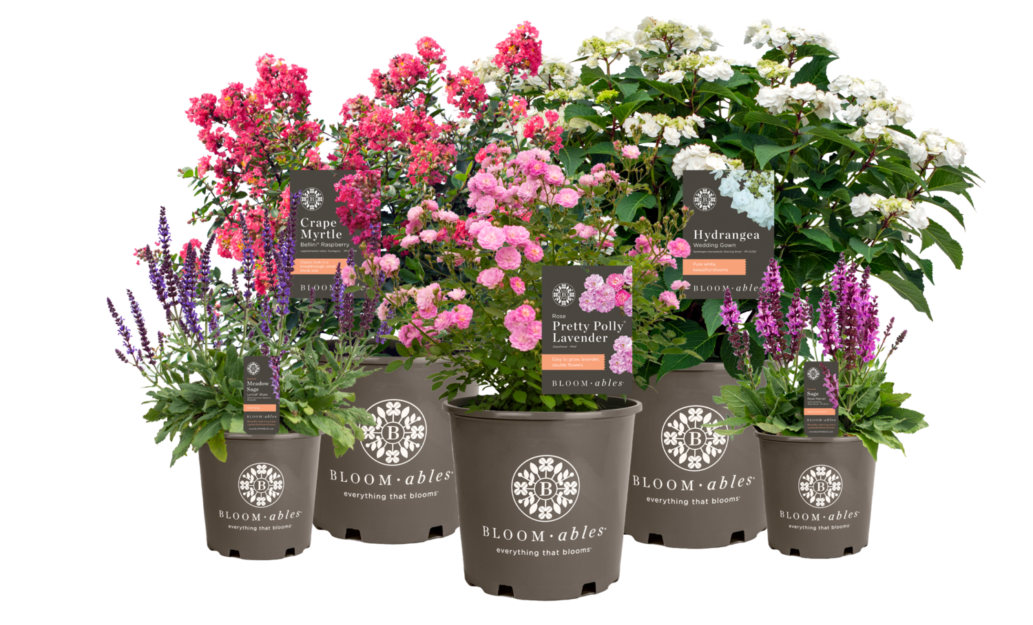 Our Plants — Parsons Nursery