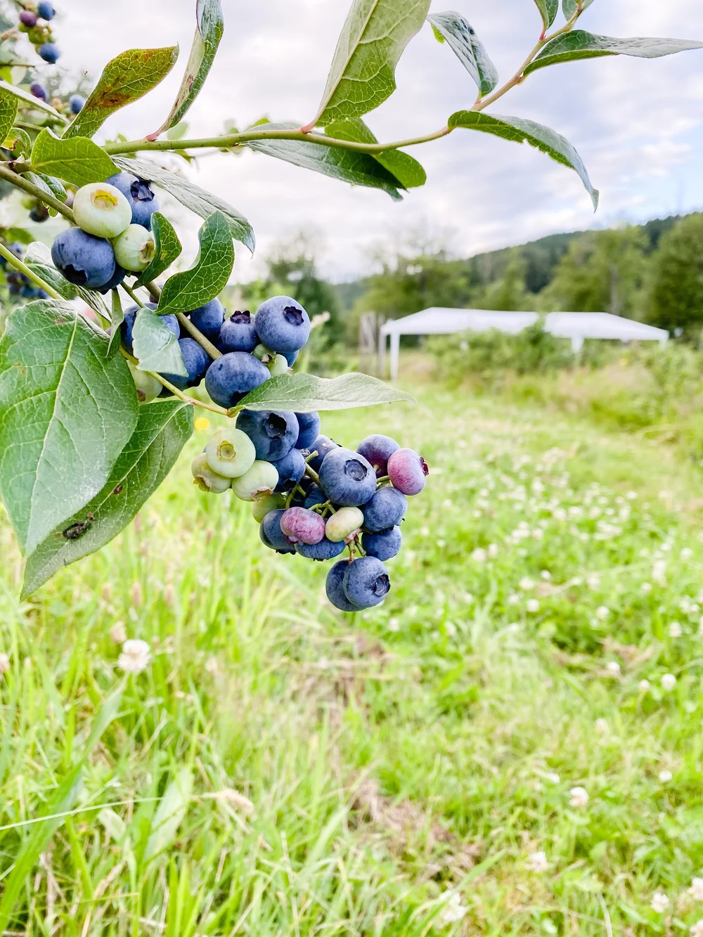 Blueberries — Fable Farm