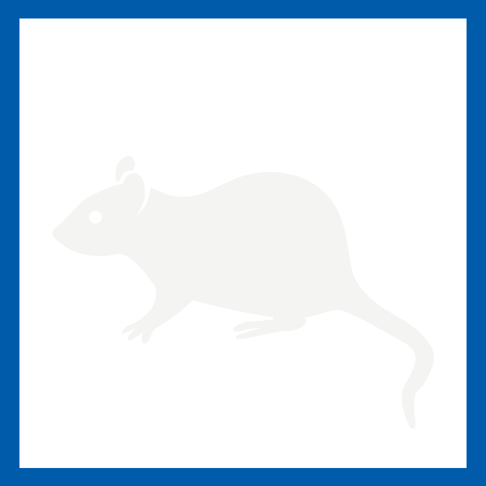 Denver Mouse Exterminator — Whitmore Pest & Wildlife Control Services ...