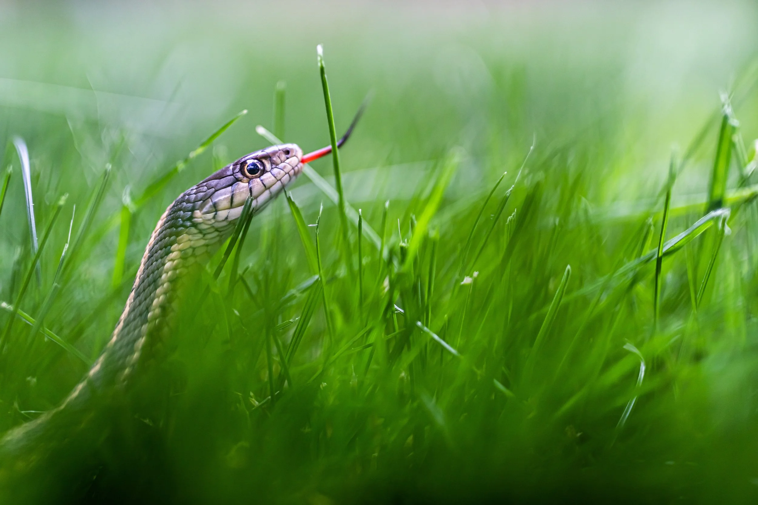 What Are The Most Common Wildlife Removal Problems Faced By Homeowners what-are-the-most-common-wildlife-removal-problems-faced-by-homeowners