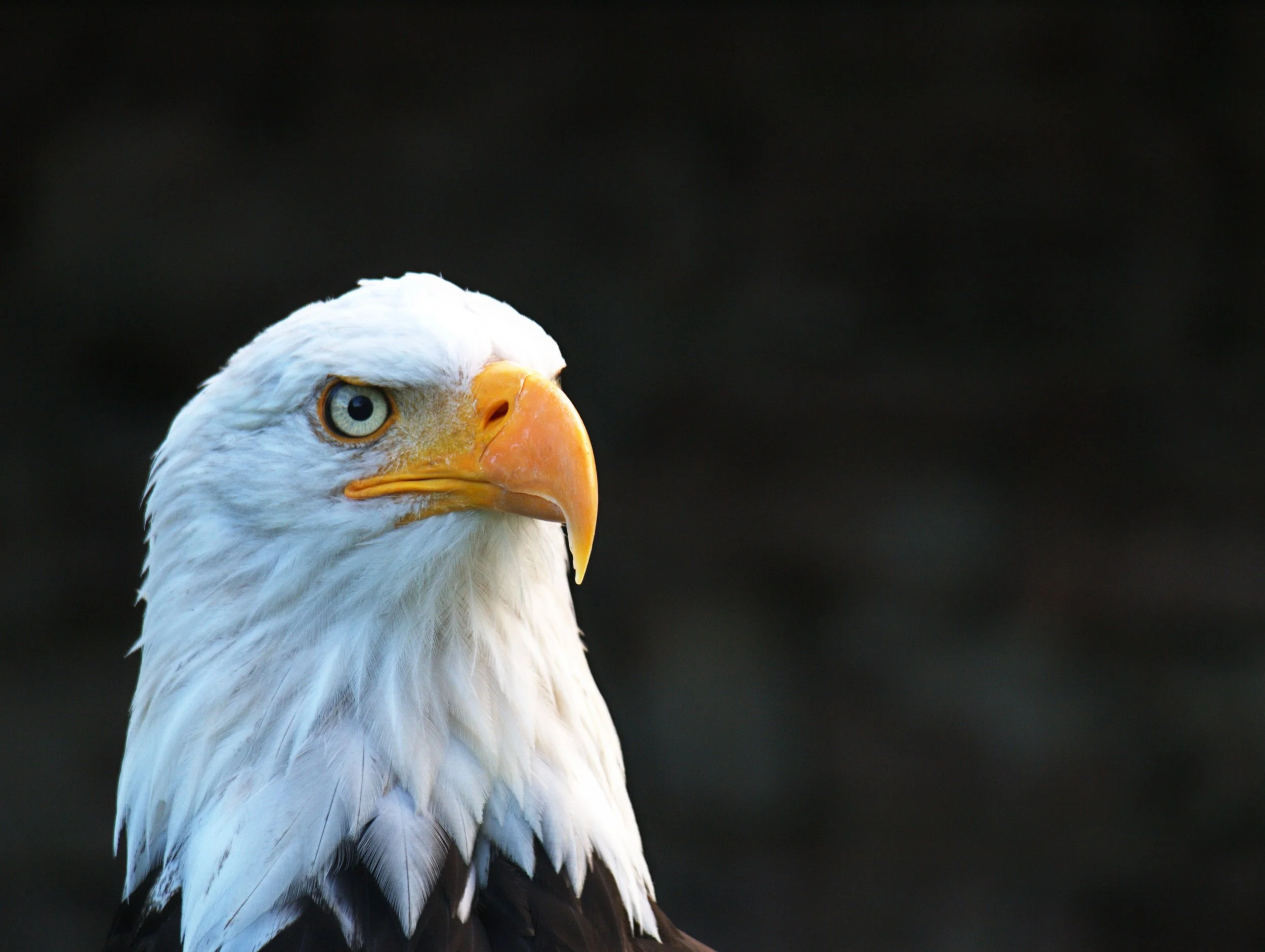 How To Manage Wildlife On Your Property Without Losing Your Mind how-to-manage-wildlife-on-your-property-without-losing-your-mind