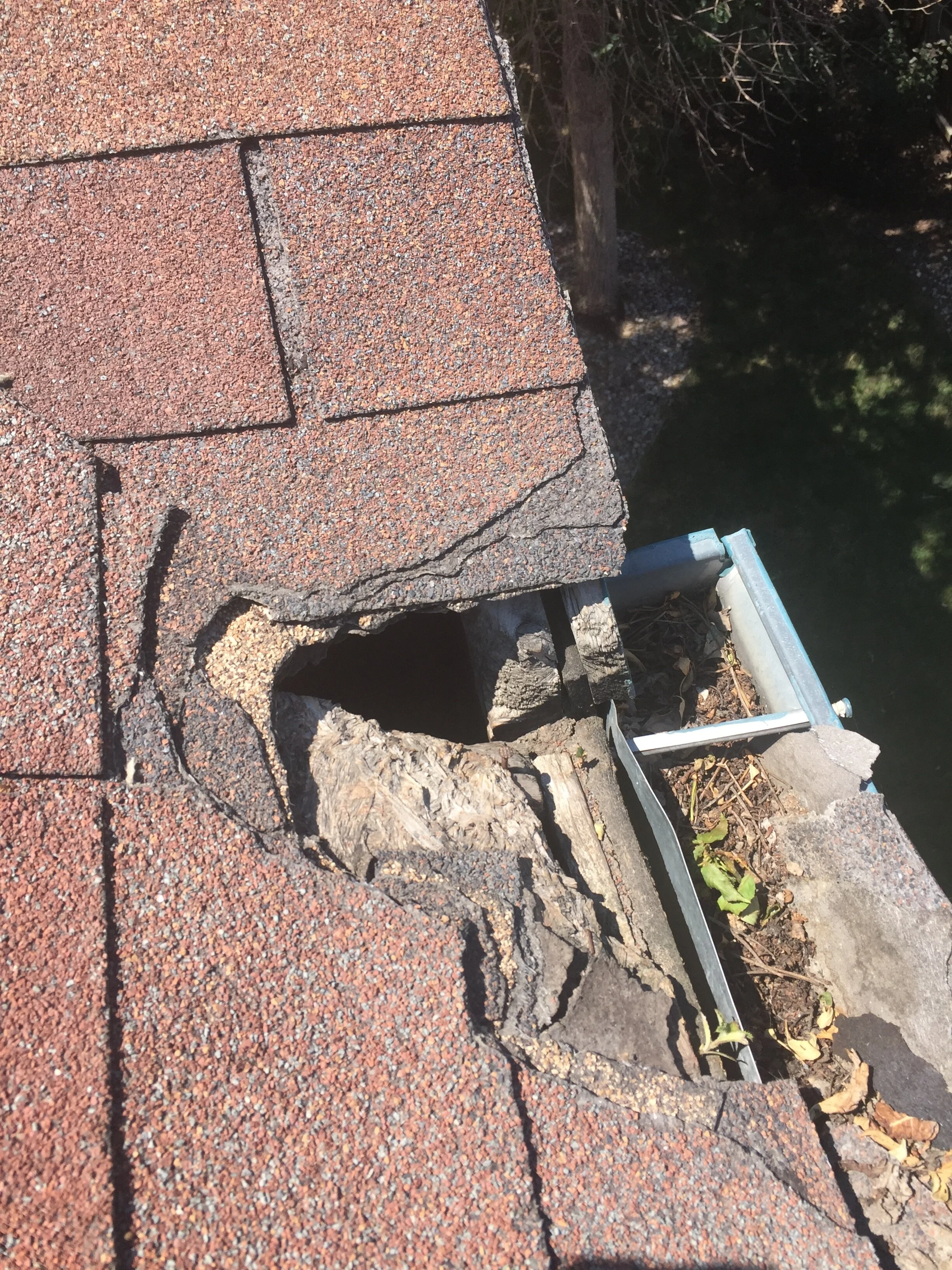 Animal Damage Repair — Whitmore Pest & Wildlife Control Services ...