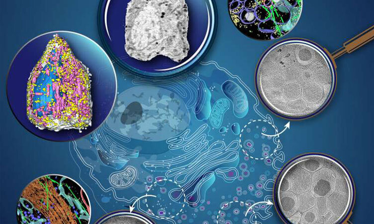 Researchers Watch a Pancreatic Beta Cell Package Insulin