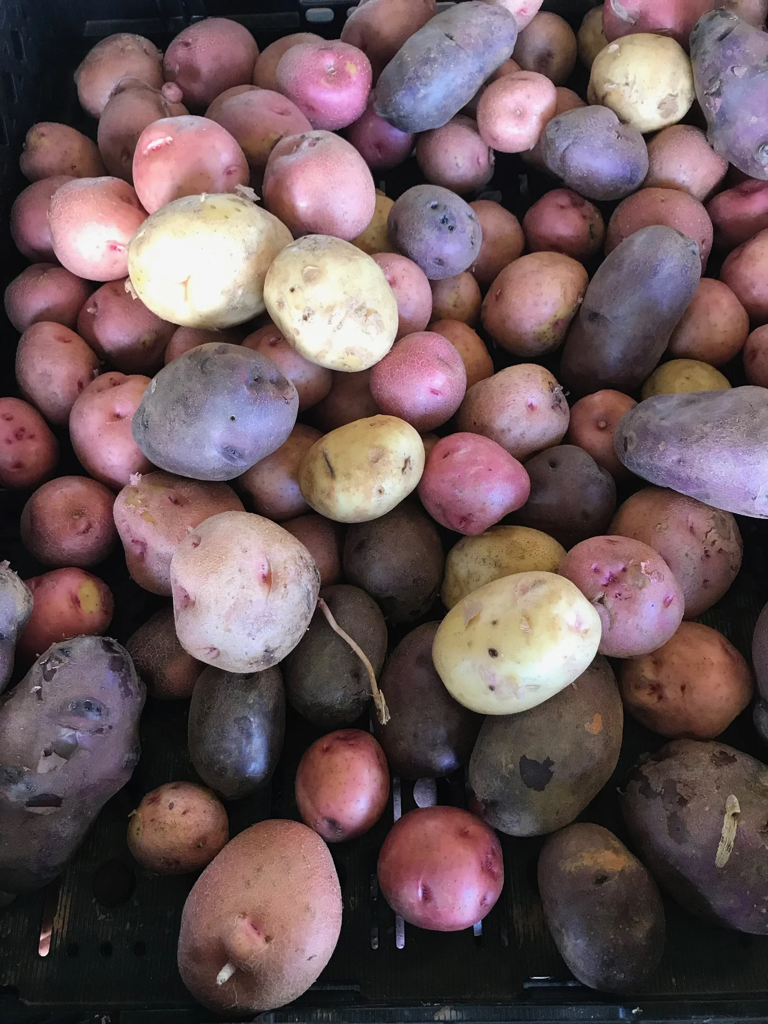 Markets — Seven Sisters Farm