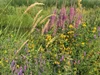 WET Systems — Biologic Design | Wetland Ecosystem Treatment systems