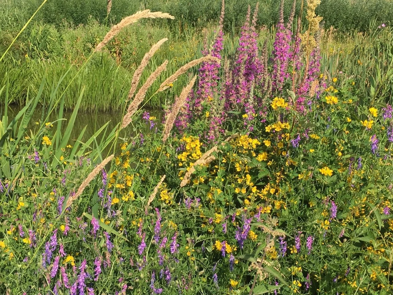 Biologic Design | Wetland Ecosystem Treatment systems