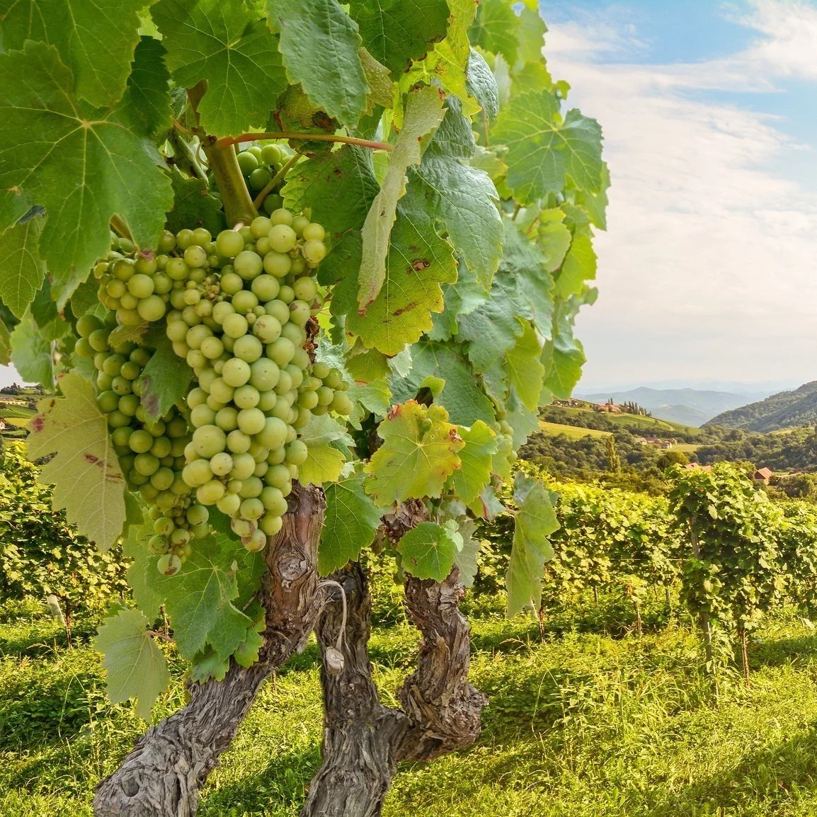 Wines of Portugal: Wine Region Guide + Portugal Wine Map