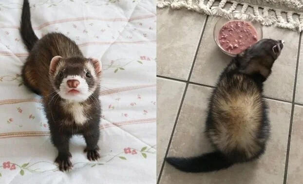 Average Weight Of A Ferret