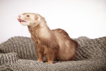 Cinnamon Ferrets