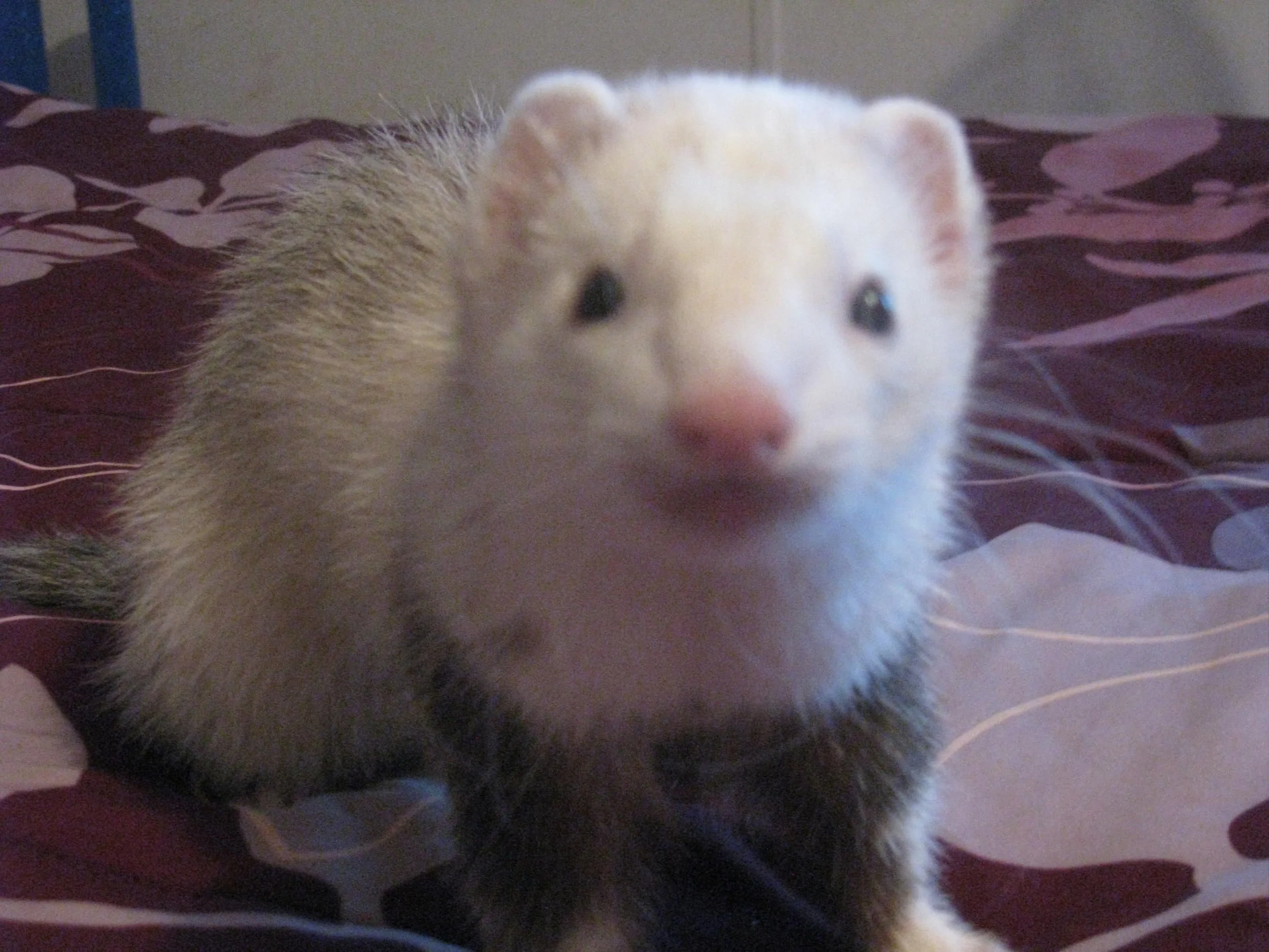 Red Eyed White Ferret