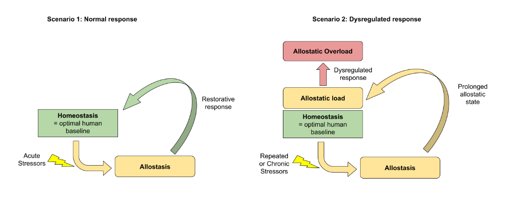 Homeostasis vs Allostasis — Urban Health Council