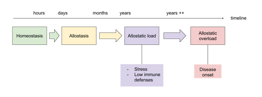 Homeostasis vs Allostasis — Urban Health Council
