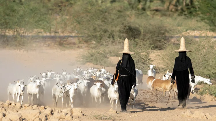 Mud Cities of the Hadhramaut — Matt Reichel