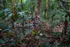 Mbuti: The People of Congo's Ituri Rainforest — Matt Reichel