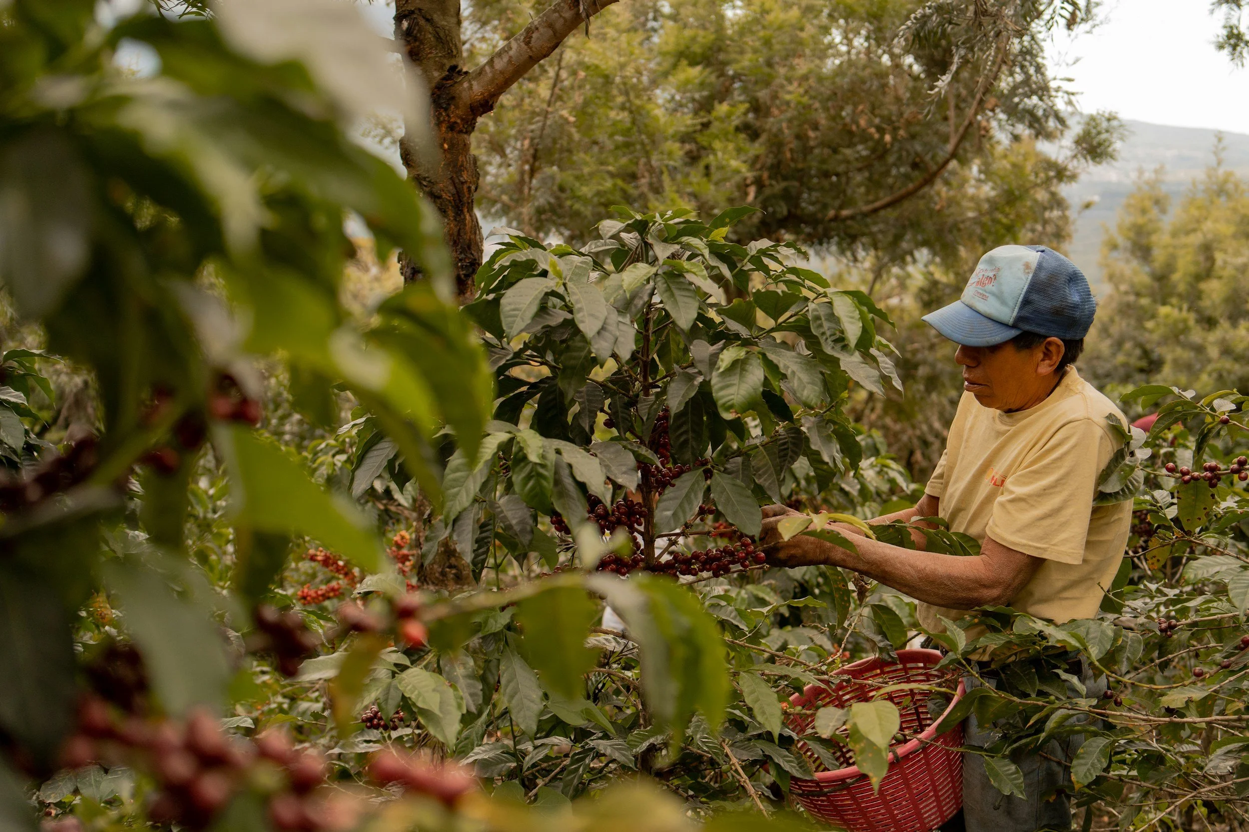 What Is Microlot Coffee? — Refuge Coffee Roasters