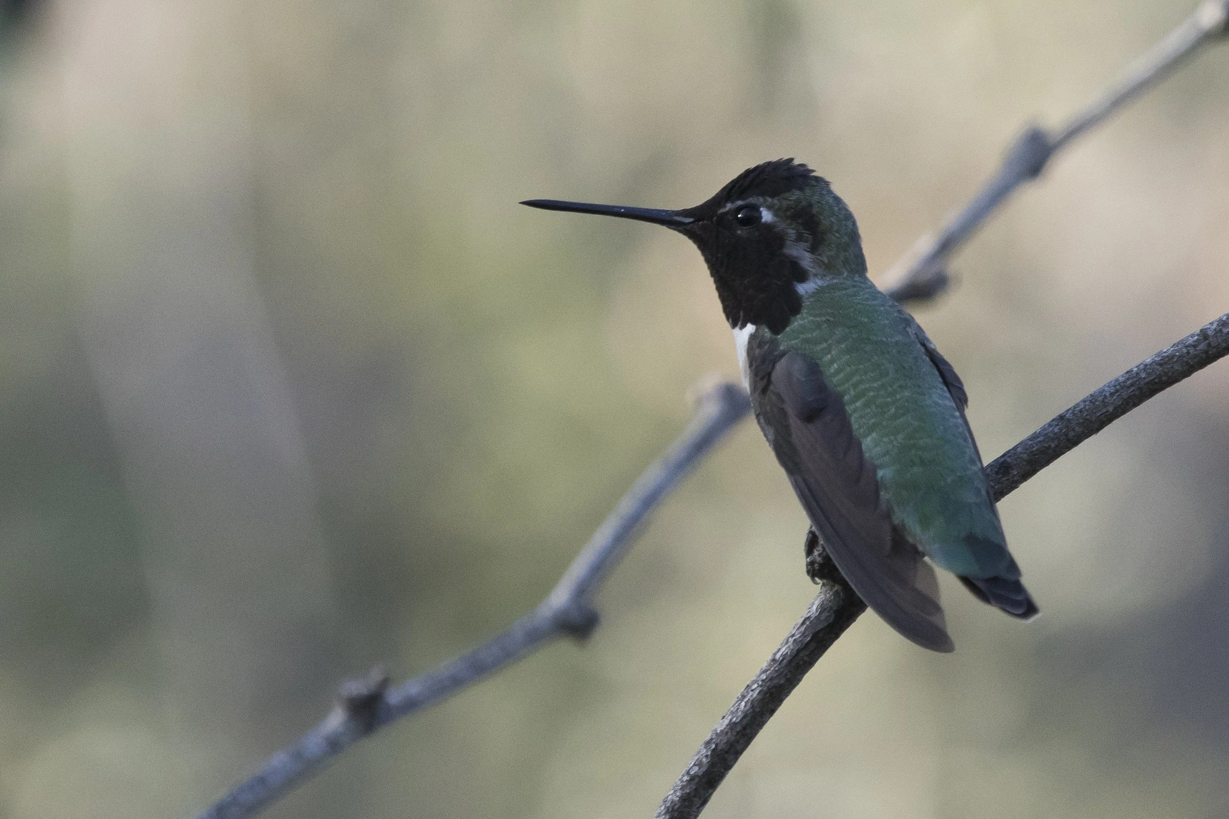 Birding — Aravaipa Farms