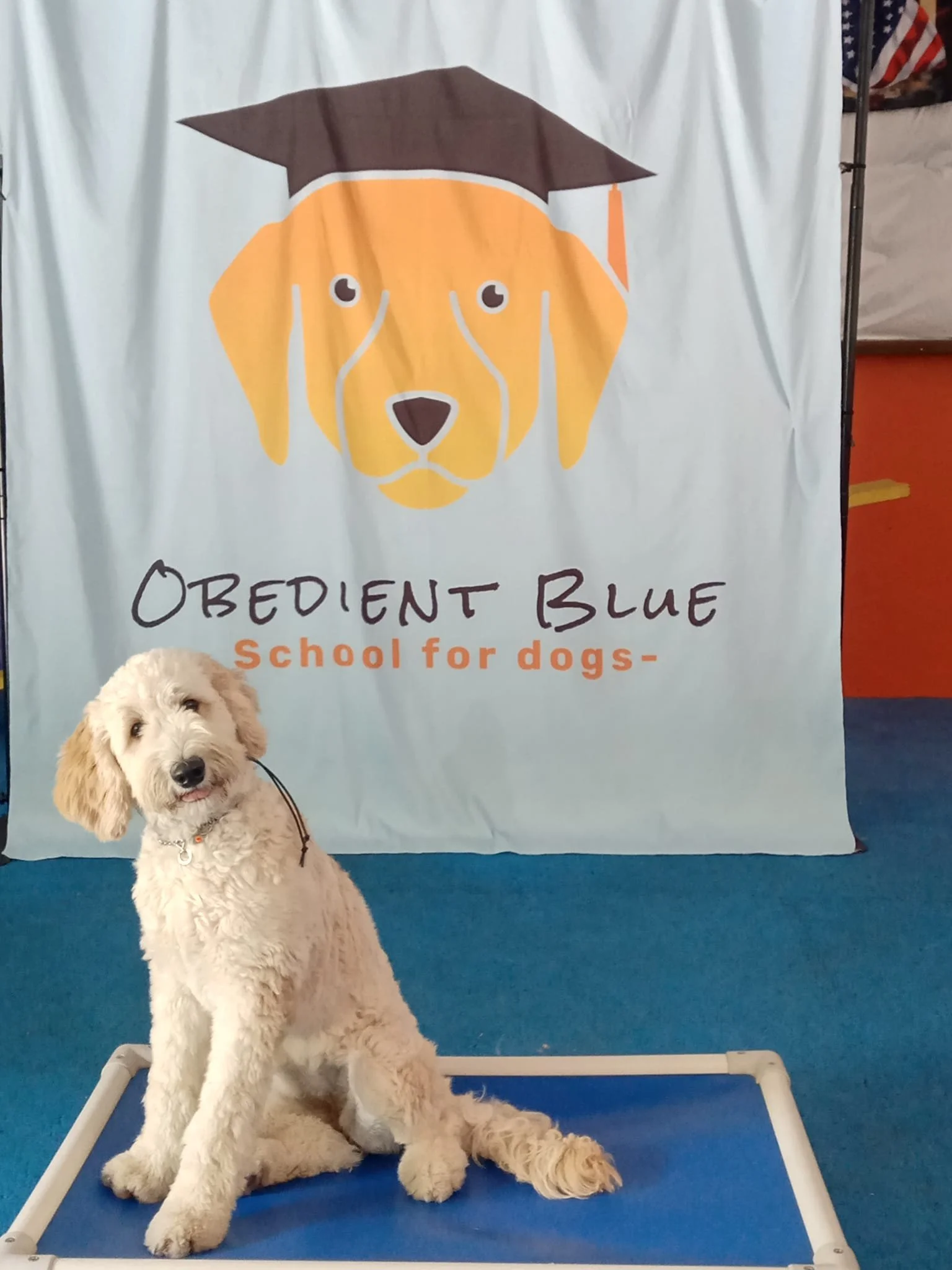 Obedient Blue