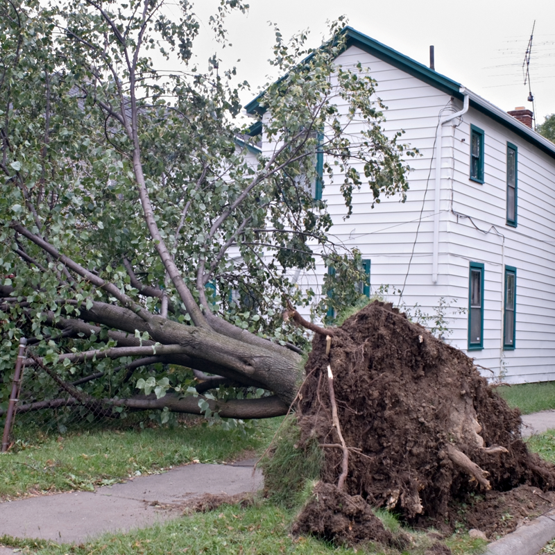 Ways Trees Can Damage Your Home — Kingkiner Tree Service