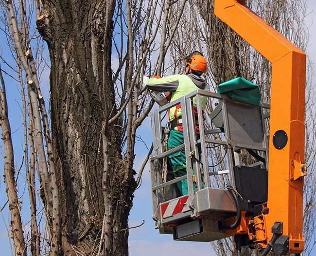 Kingkiner Tree Service