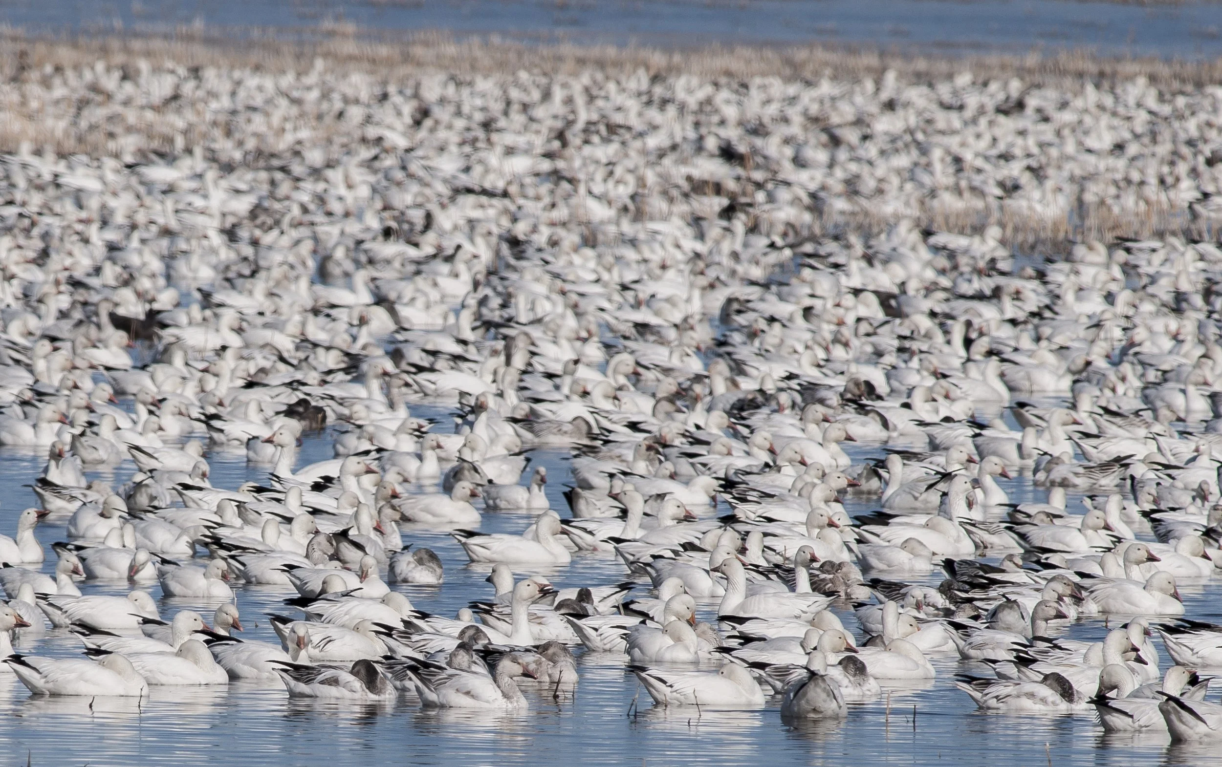 Avian Flu Update (Again) — Nature's Vein Wildlife Rescue Oklahoma