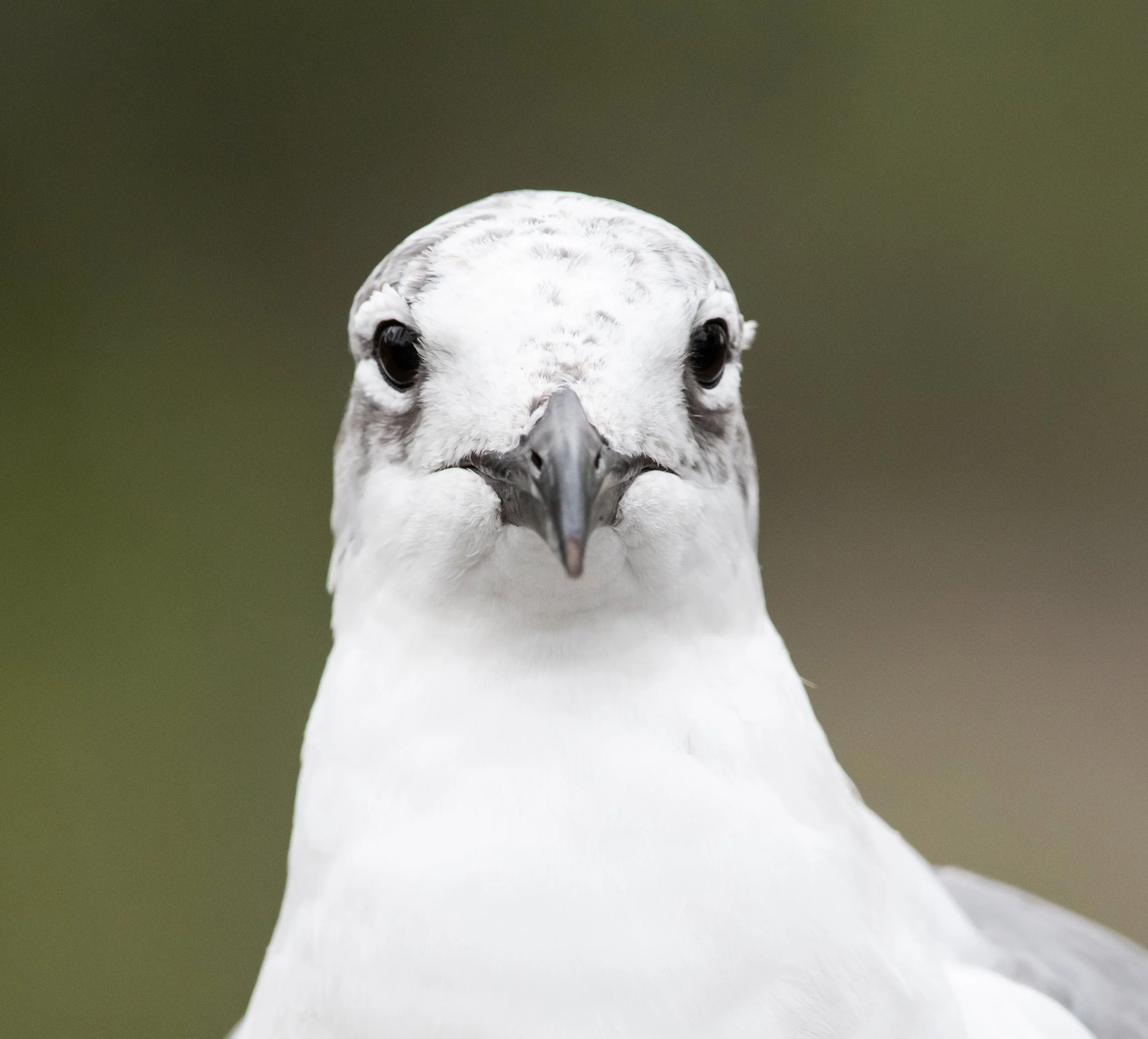 Avian Flu Update (Again) — Nature's Vein Wildlife Rescue Oklahoma