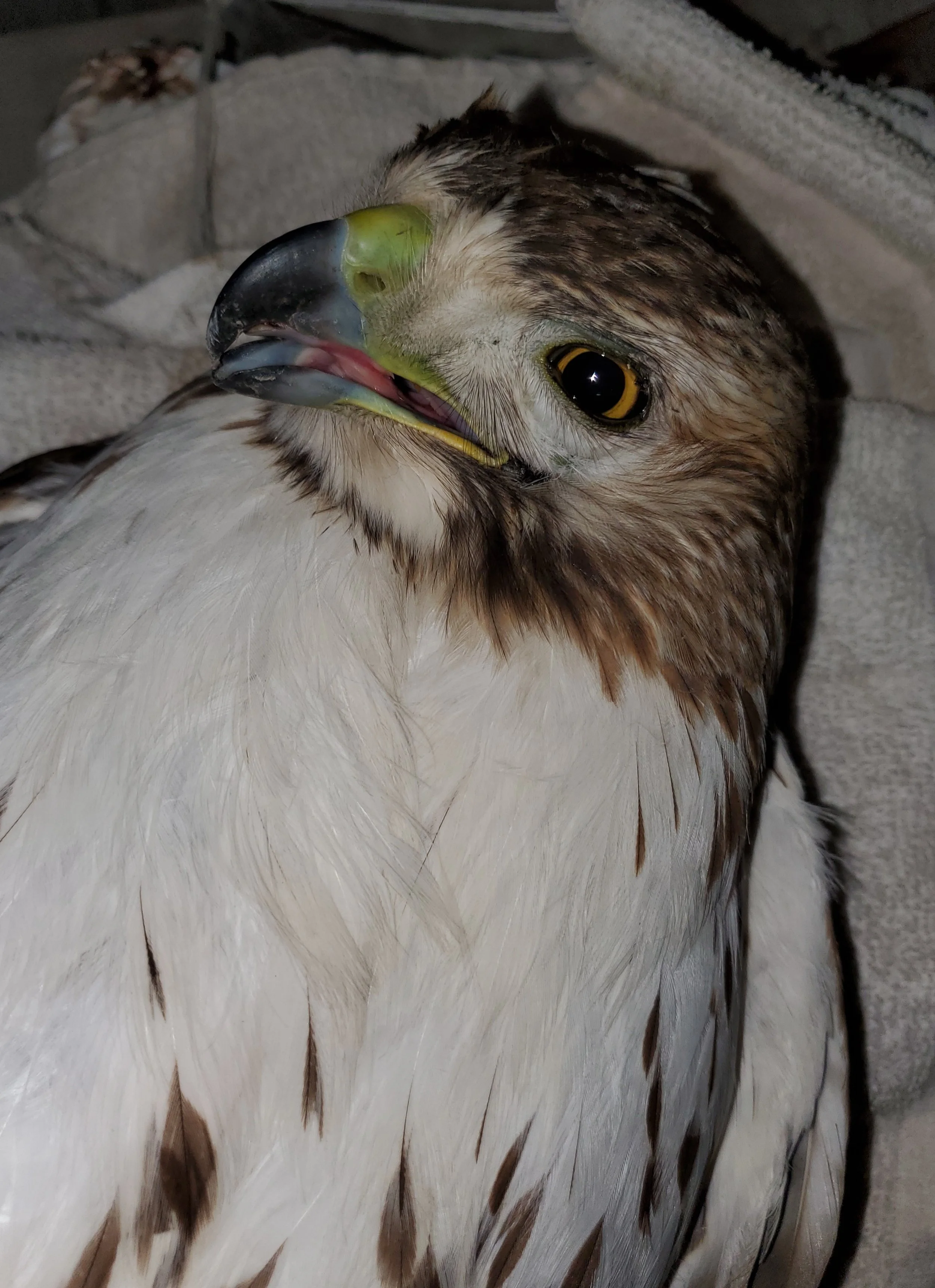 Avian Flu Update (Again) — Nature's Vein Wildlife Rescue Oklahoma