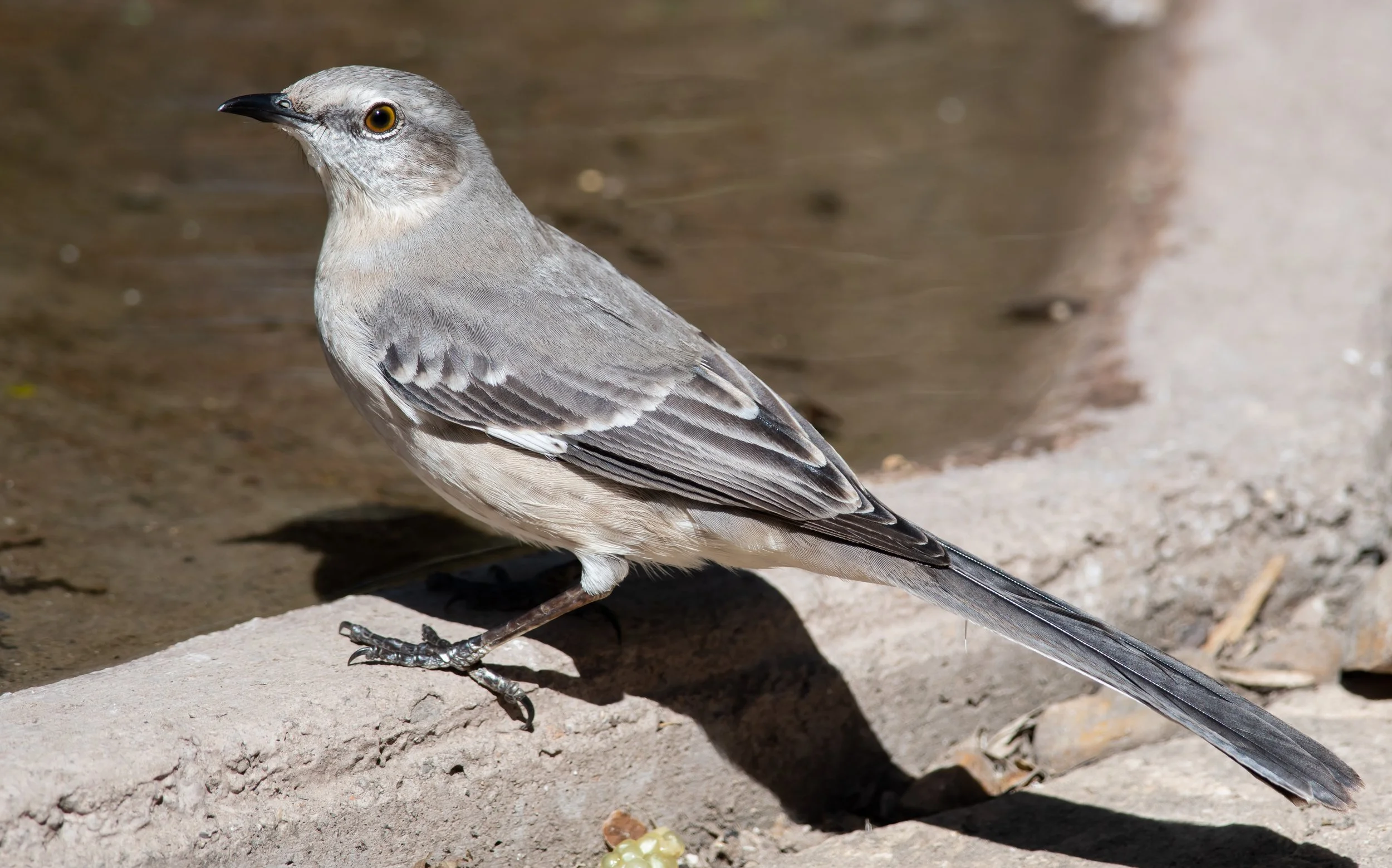 Avian Flu Update (Again) — Nature's Vein Wildlife Rescue Oklahoma
