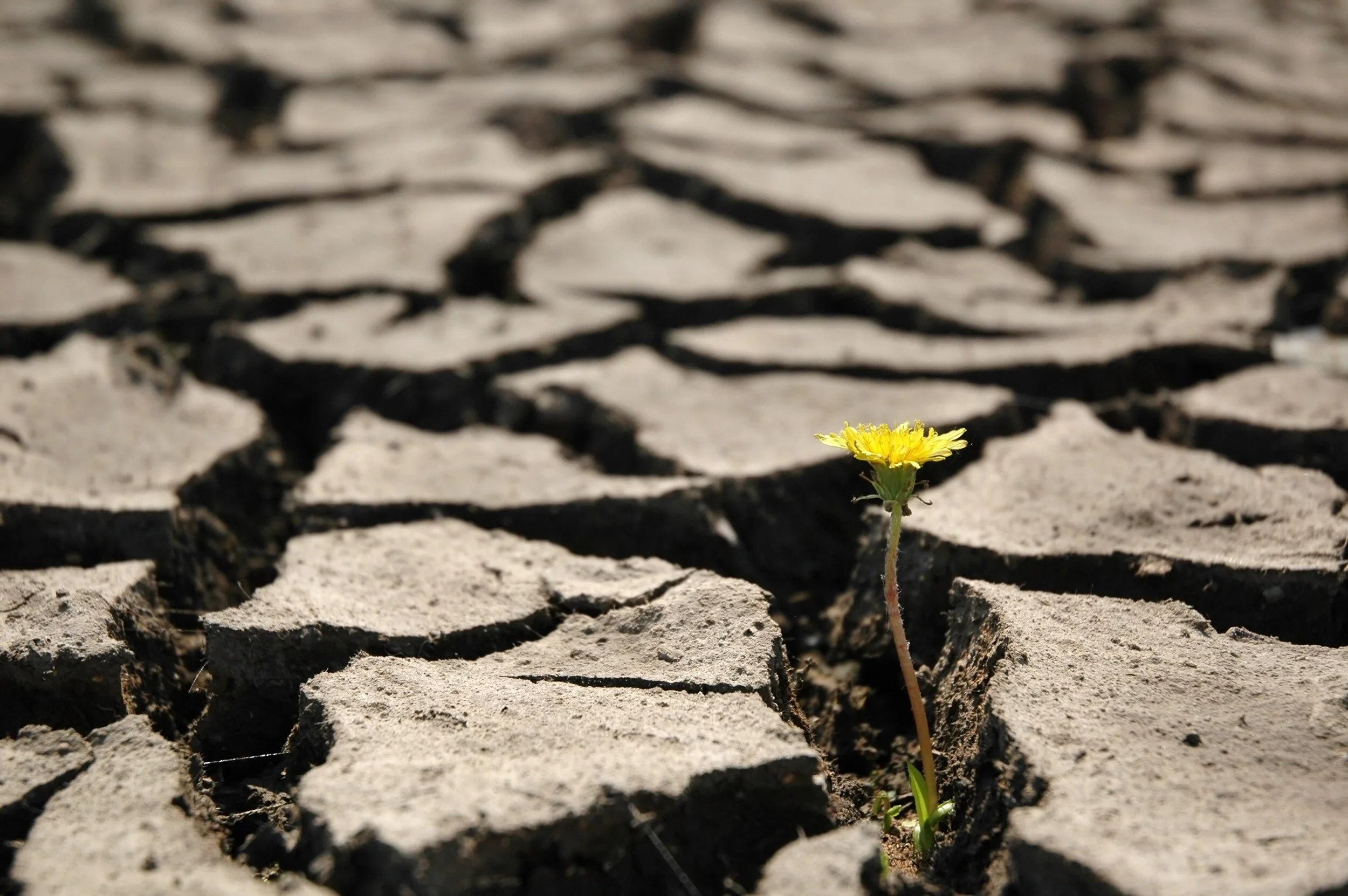 The Theodora Dance Conservatory | Dance Studio | Canton, GA