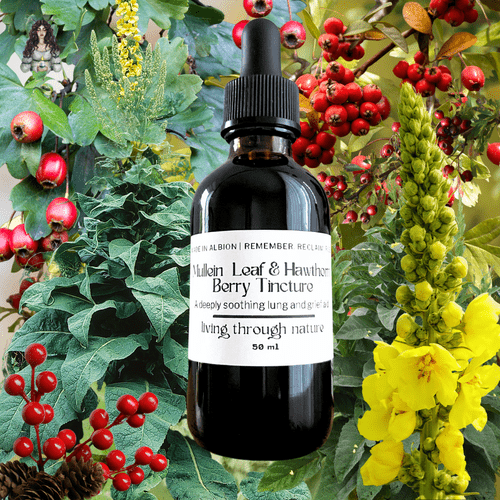 Hawthorn: Medicinal Plant Ally and its Folklore | Living Through Nature