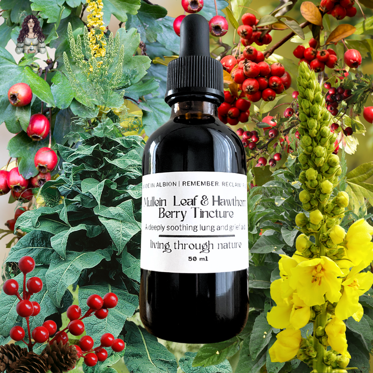 Hawthorn: Medicinal Plant Ally and its Folklore | Living Through Nature