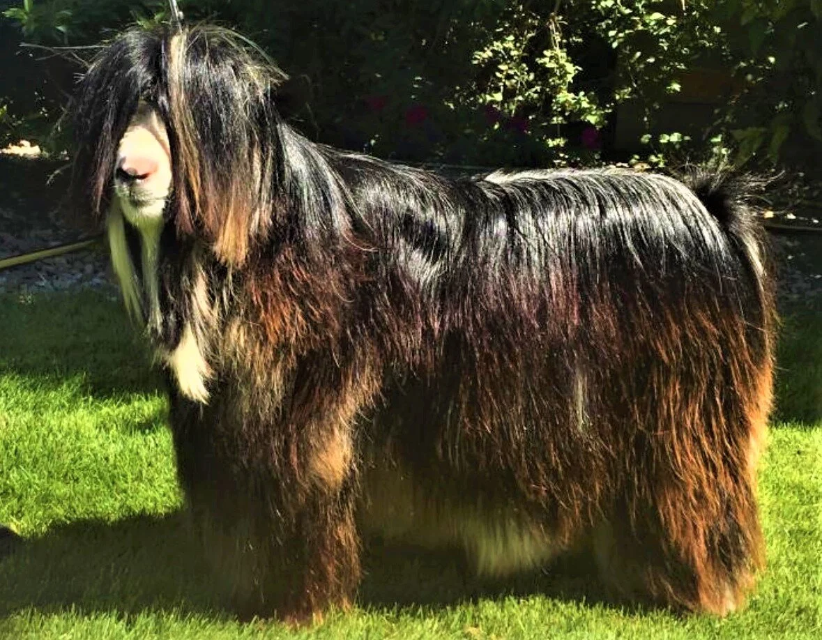 Hootnanny Acres is a breeder of Miniature Silky Fainting goats. We are ...